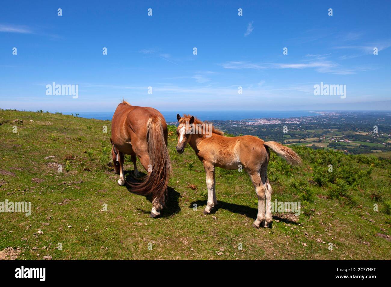 Pottok or Pottoka - endangers semi-feral ponies in the Basque Pyrenees ...