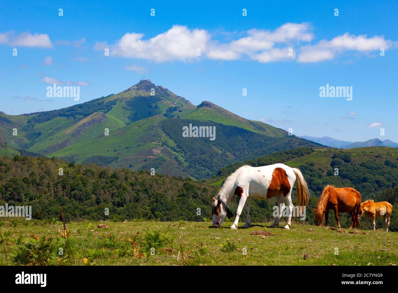 Pottok or Pottoka - endangers semi-feral ponies in the Basque Pyrenees ...