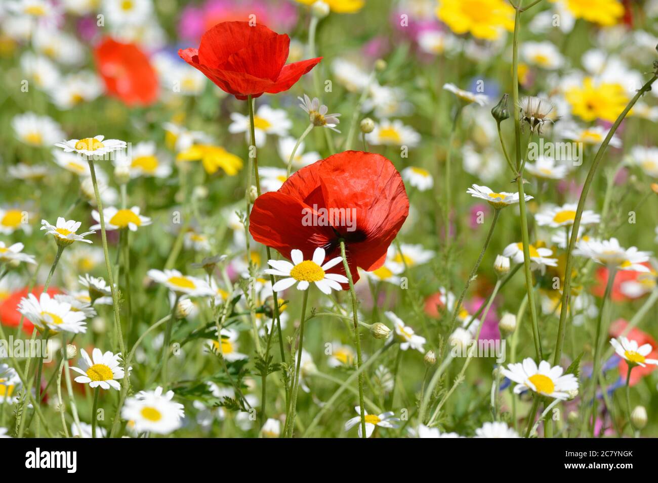 Poppies growing in a mixed planted wildflower meadow Stock Photo - Alamy