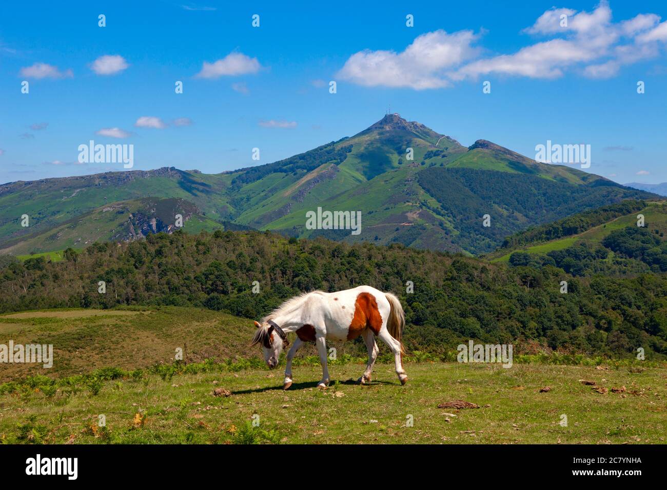 Pottok or Pottoka - endangers semi-feral ponies in the Basque Pyrenees ...
