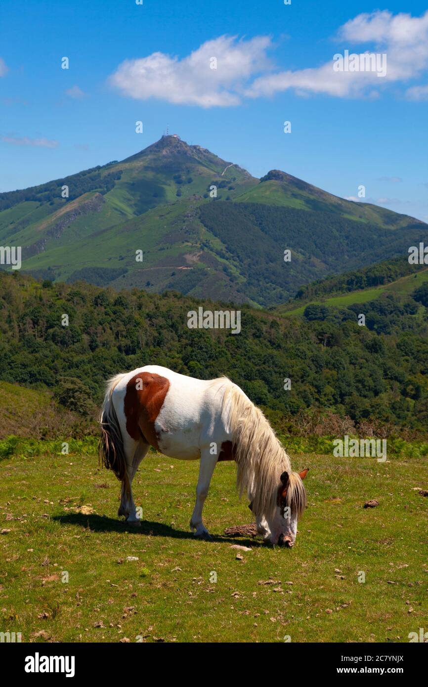 Pottok or Pottoka - endangers semi-feral ponies in the Basque Pyrenees ...