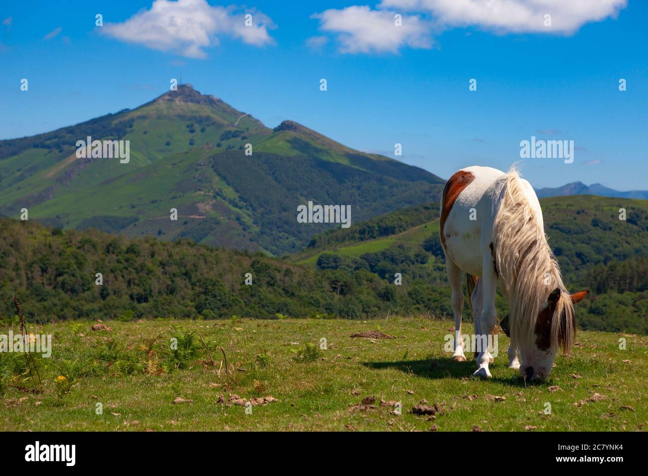Pottok or Pottoka - endangers semi-feral ponies in the Basque Pyrenees ...