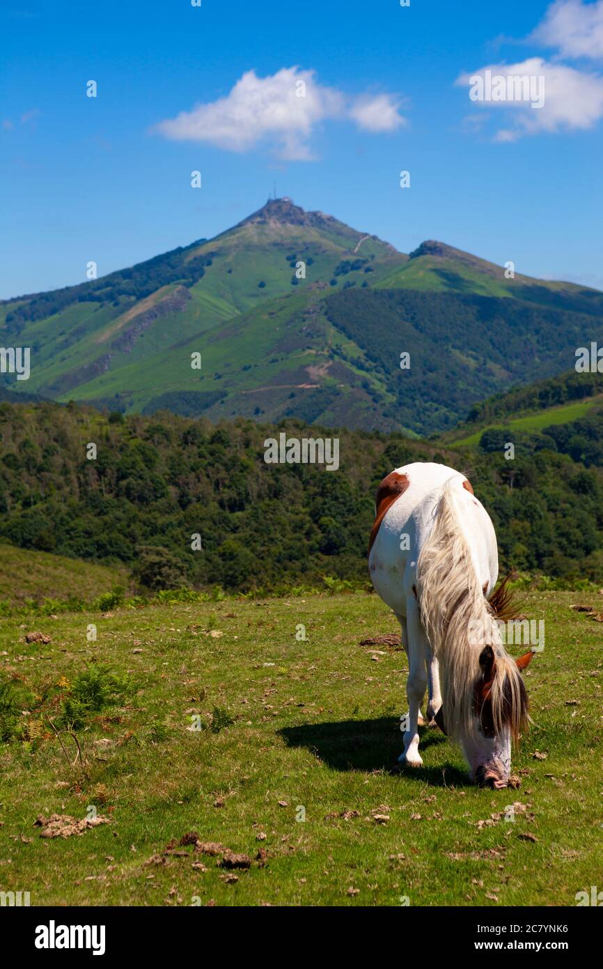 Pottok or Pottoka - endangers semi-feral ponies in the Basque Pyrenees ...
