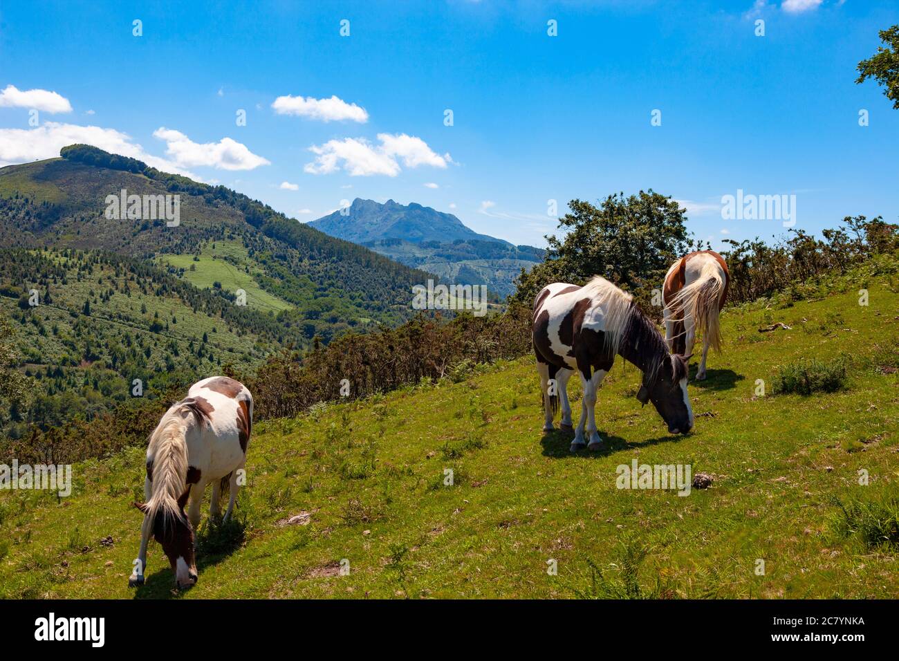 Pottoka horse pyrenees hi-res stock photography and images - Alamy