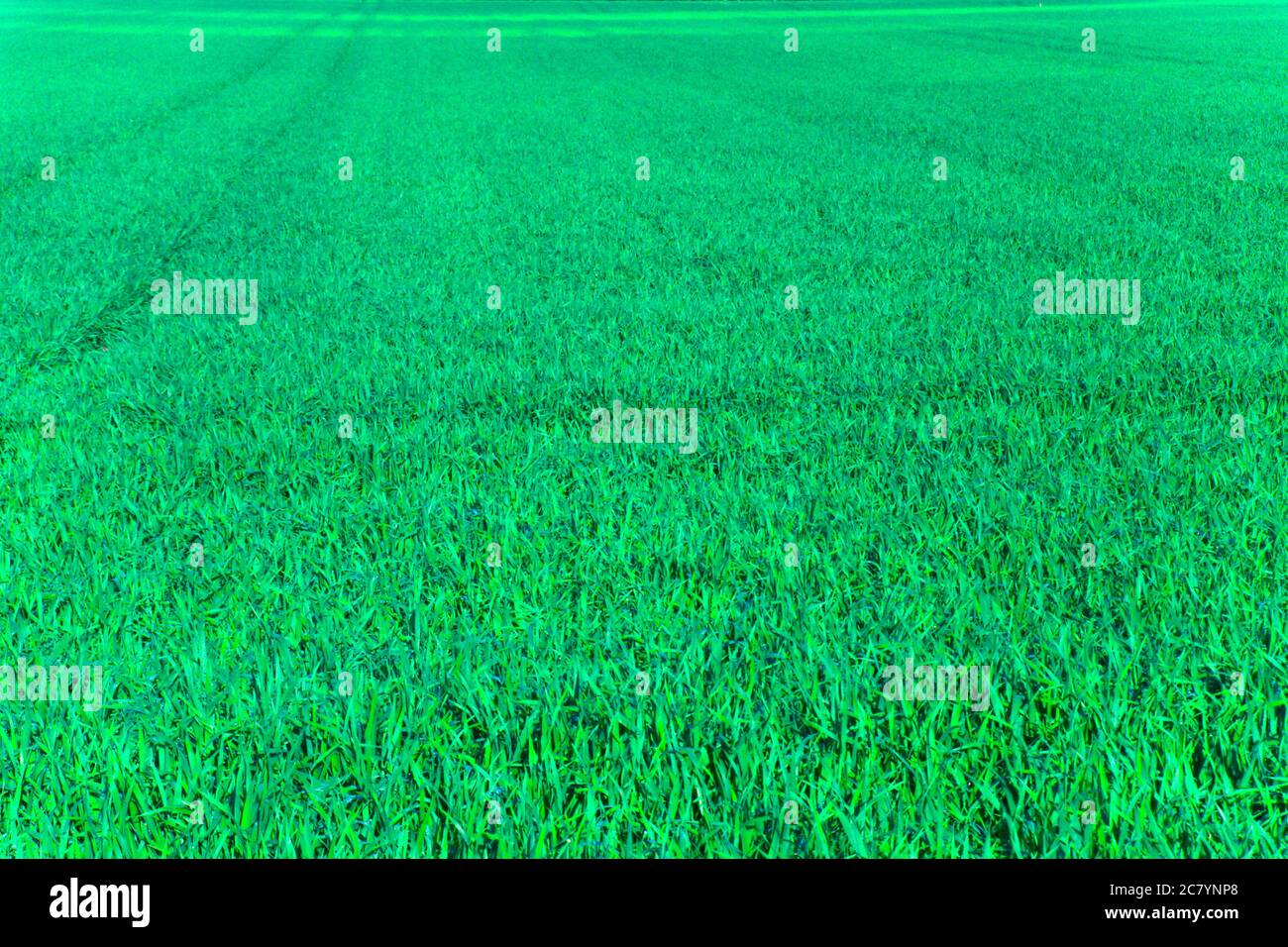 Fodder plants hi-res stock photography and images - Alamy