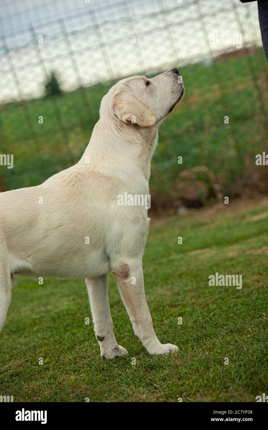 Labrador Dog Posing 9 Stock Photo - Alamy