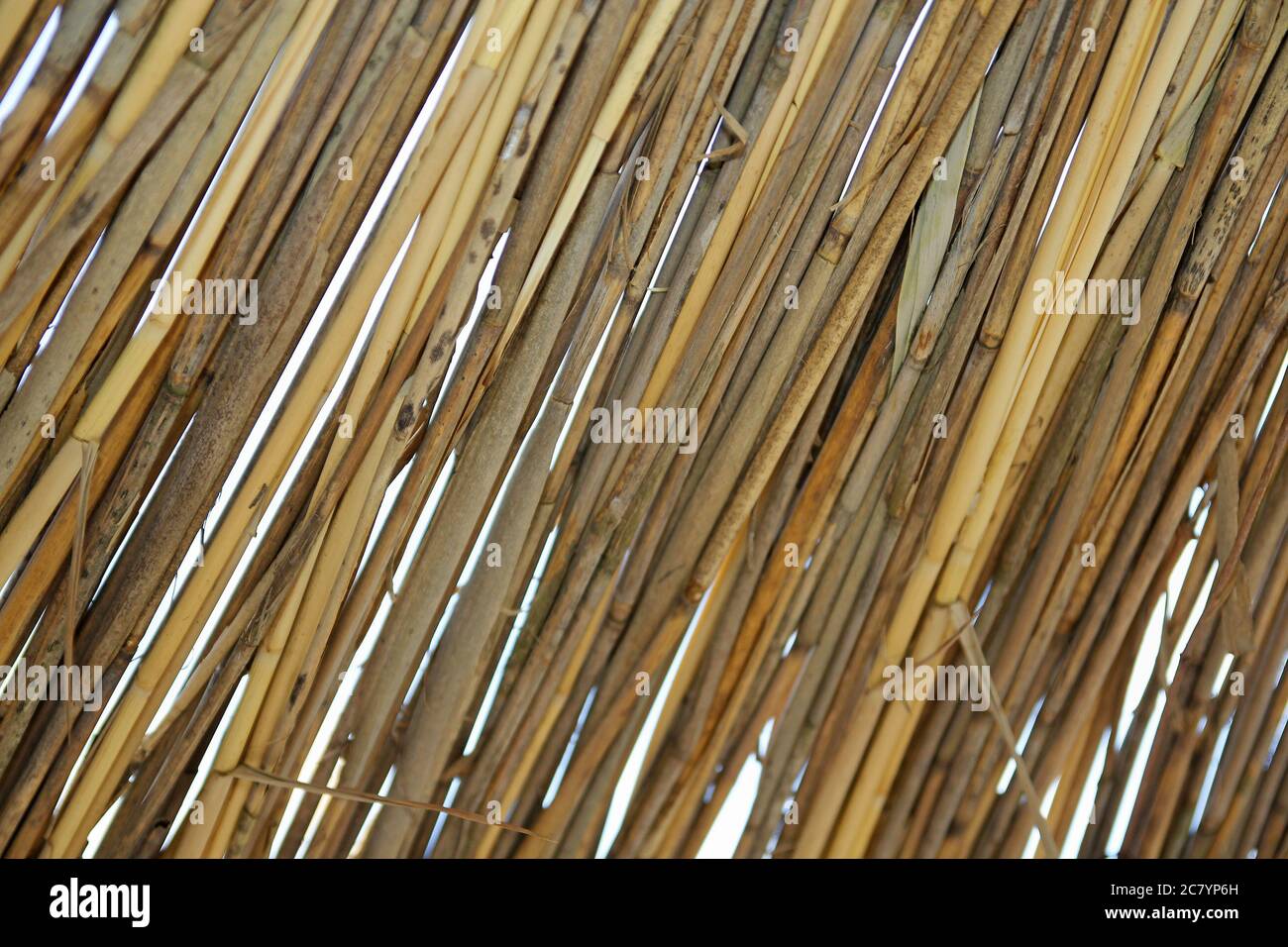 close up view of cane stripes - texture, background Stock Photo - Alamy