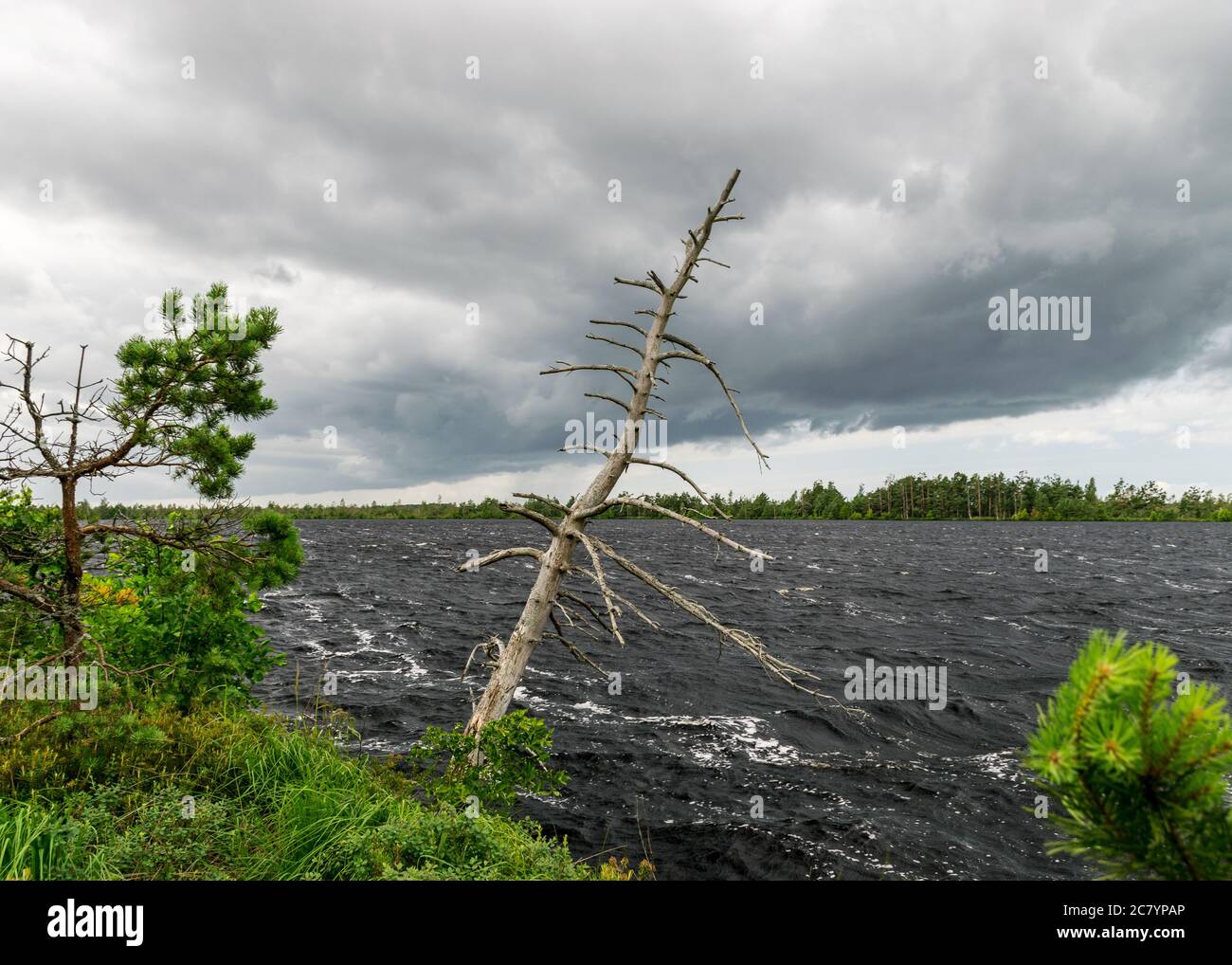 windy summer landscape from swamp lake, wind and turbulence of lake ...