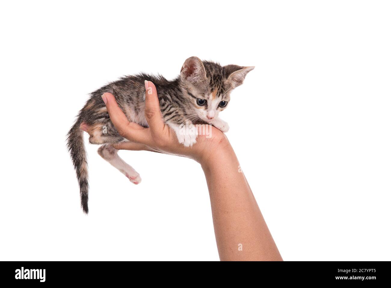 Small kitten in human hand on white background Stock Photo - Alamy