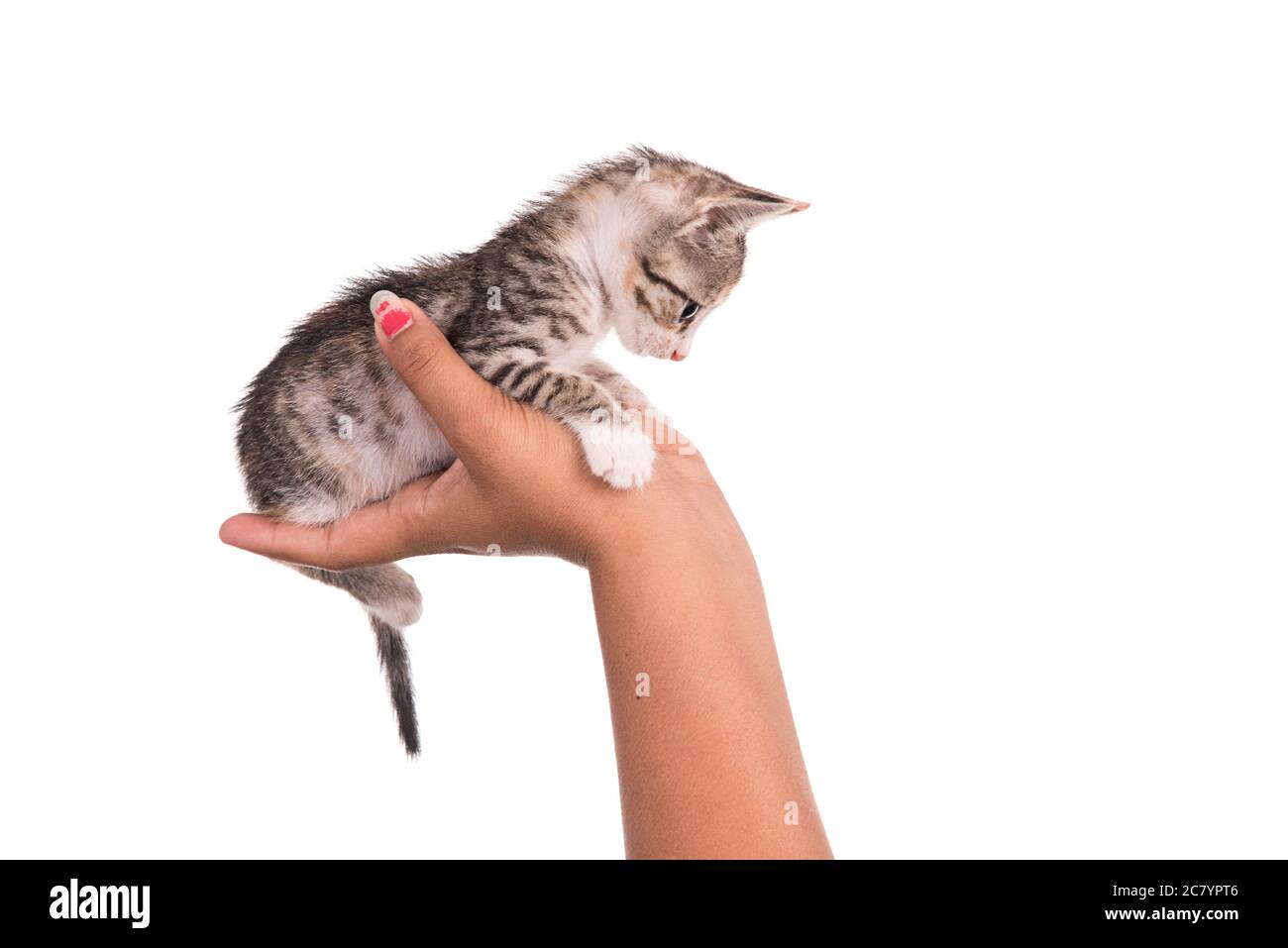 Small kitten in human hand on white background Stock Photo - Alamy