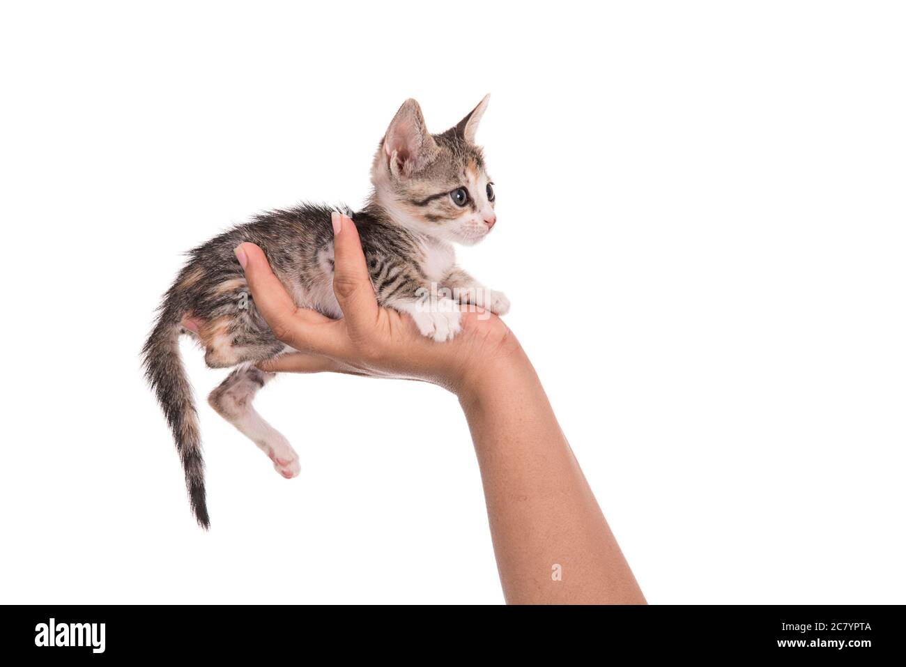 Small kitten in human hand on white background Stock Photo - Alamy