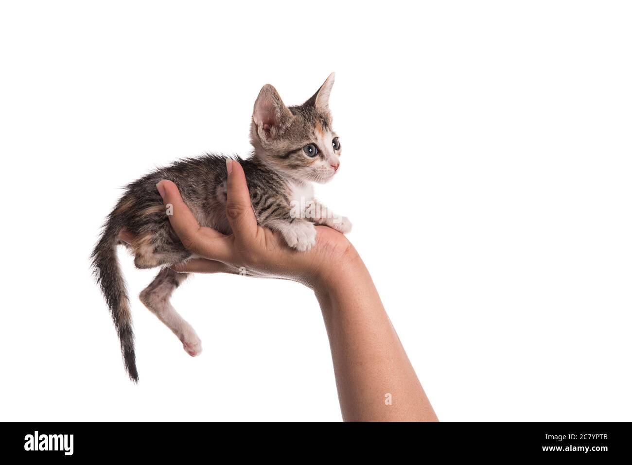 Small kitten in human hand on white background Stock Photo - Alamy
