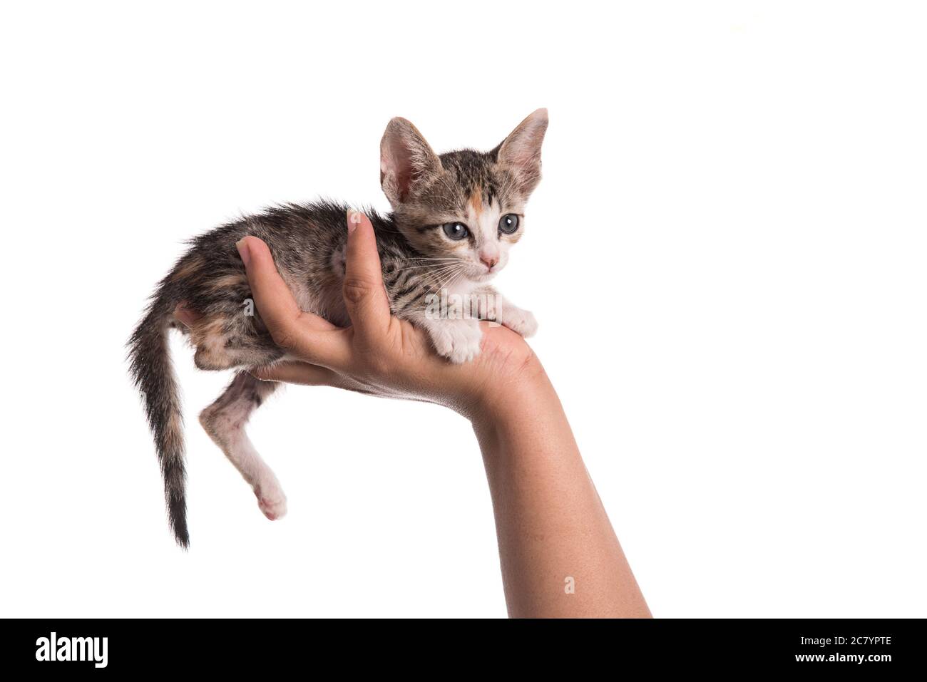 Small kitten in human hand on white background Stock Photo - Alamy