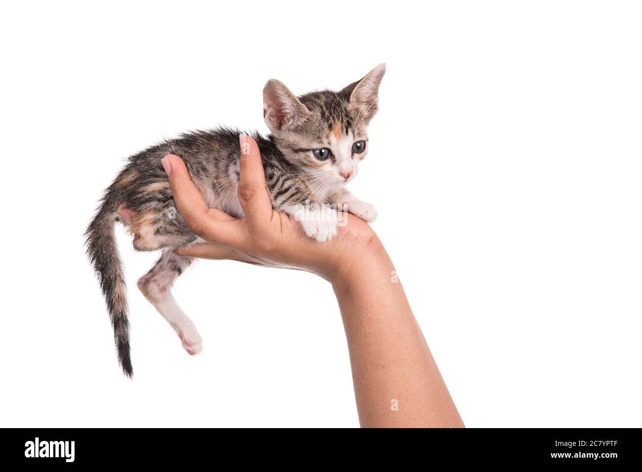 Small kitten in human hand on white background Stock Photo - Alamy