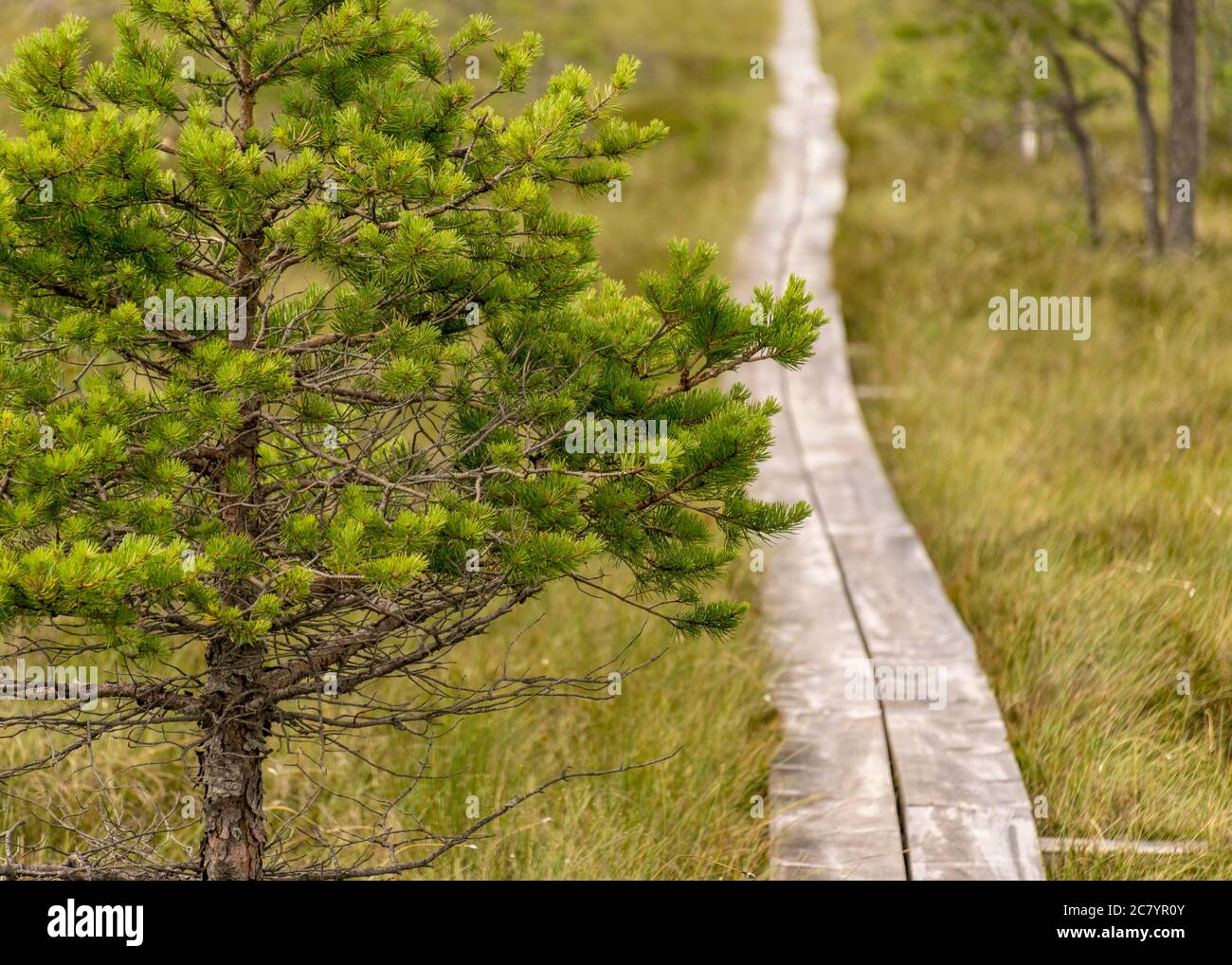 landscape with wooden wet pathway through swamp wetlands with small ...