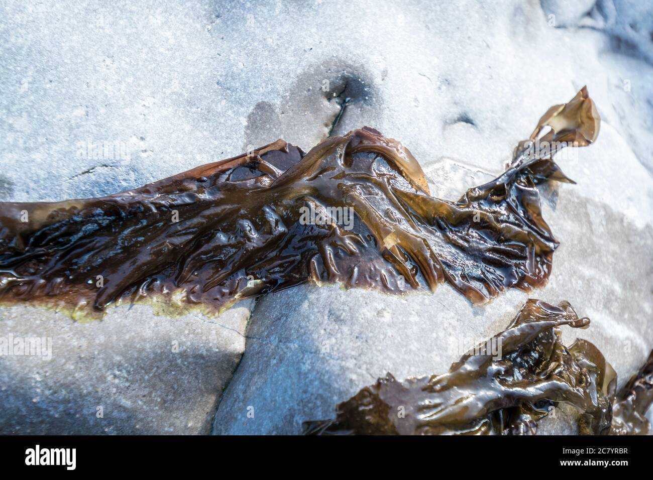 Laver seaweed Porphyra umbilicalis Stock Photo - Alamy