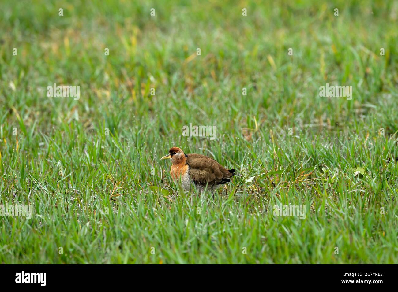 Bronze winged jacana or Metopidius indicus at wetland of keoladeo ...