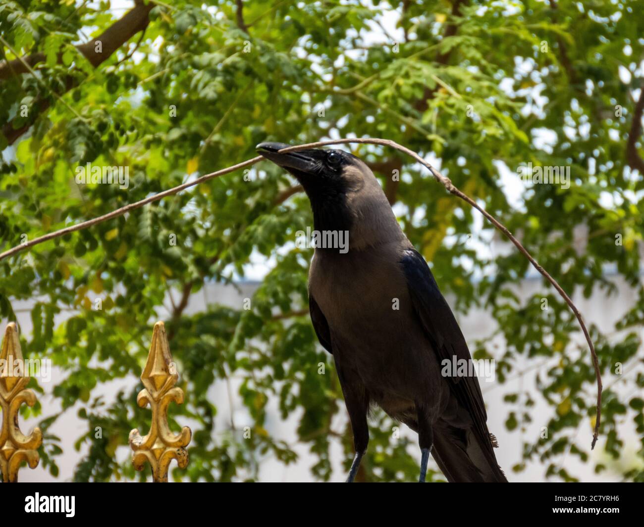 A crow is taking a straw to build its nest Stock Photo - Alamy