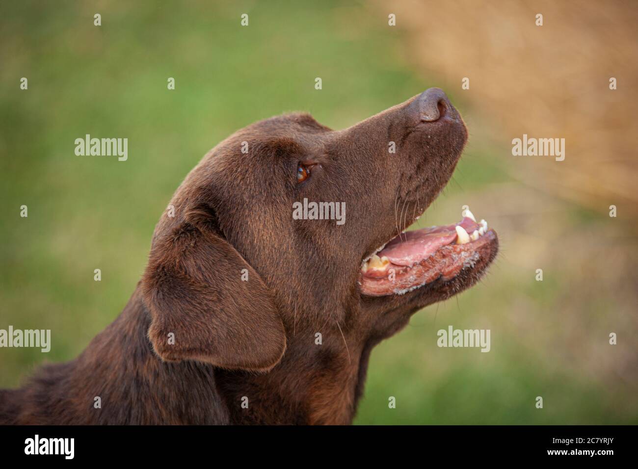 Labrador dog Portrait Stock Photo - Alamy