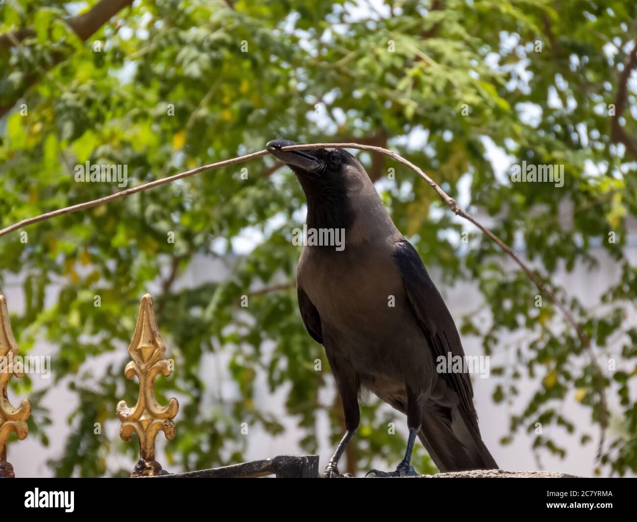 A crow is sitting with a straw to build its nest Stock Photo - Alamy
