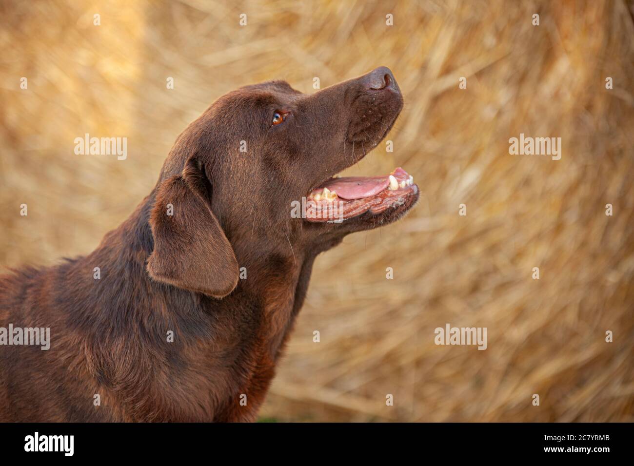 Labrador dog Portrait Stock Photo - Alamy