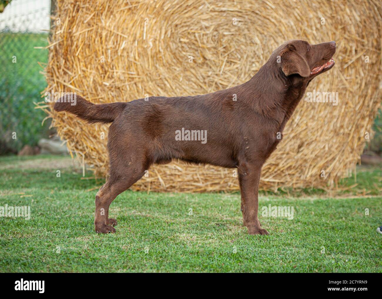 Labrador Dog Posing 44 Stock Photo - Alamy