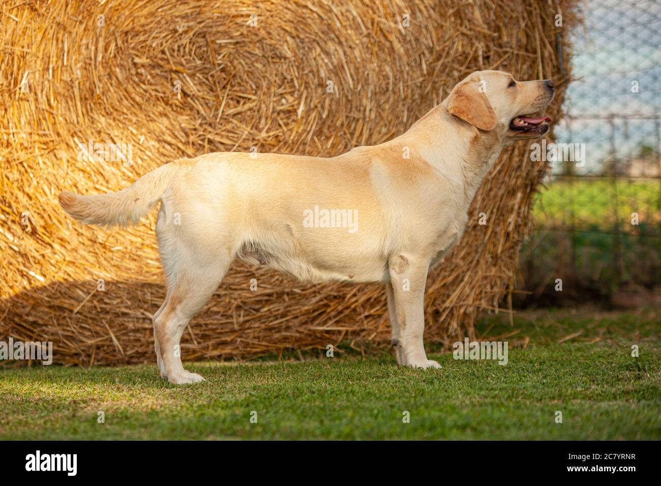 Labrador Dog Posing 26 Stock Photo - Alamy