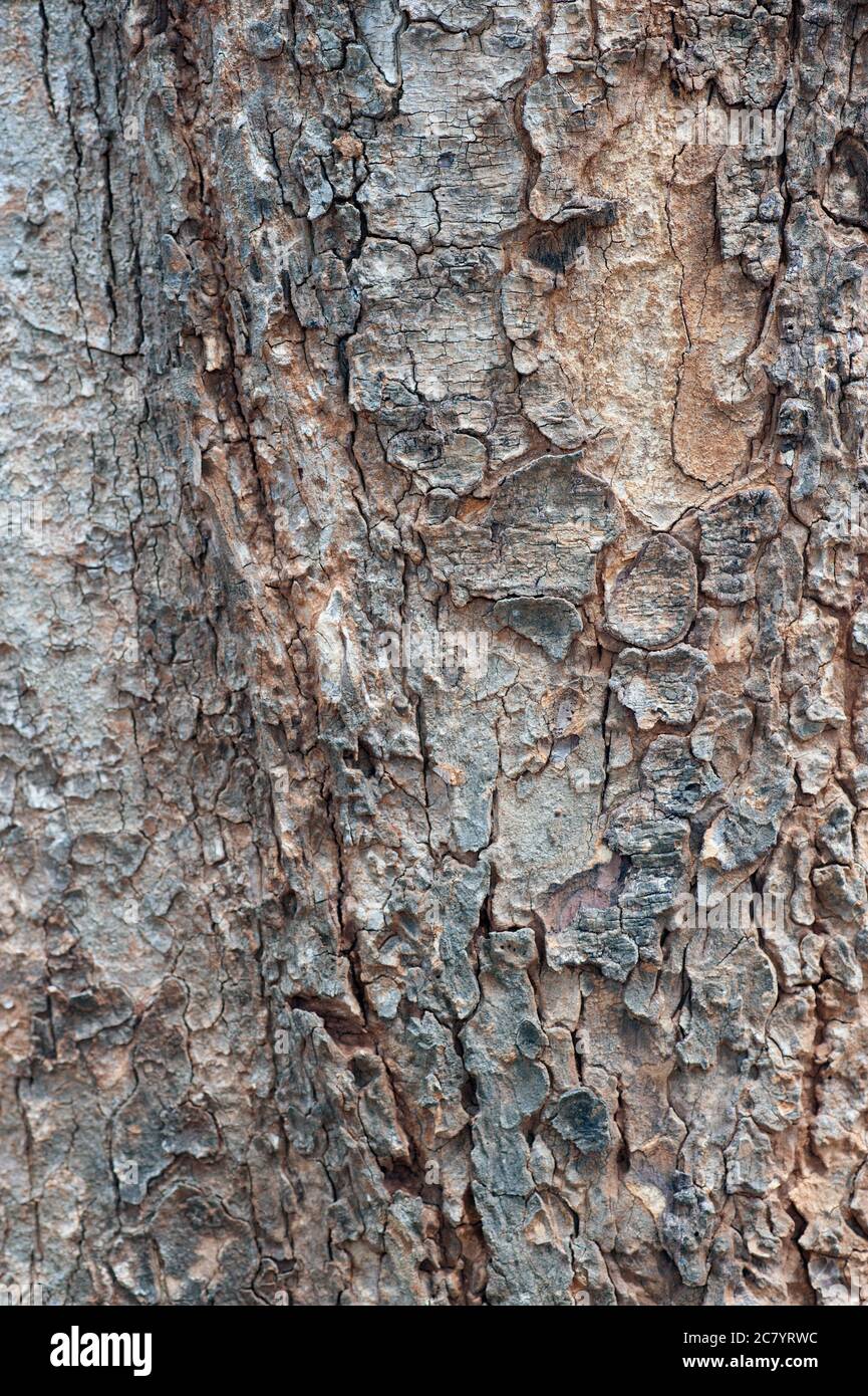 Natural wooden texture background. Closeup macro of old aged tree bark ...