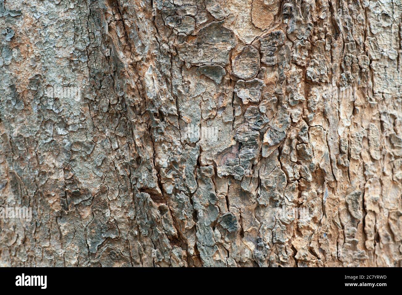 Natural wooden texture background. Closeup macro of old aged tree bark ...
