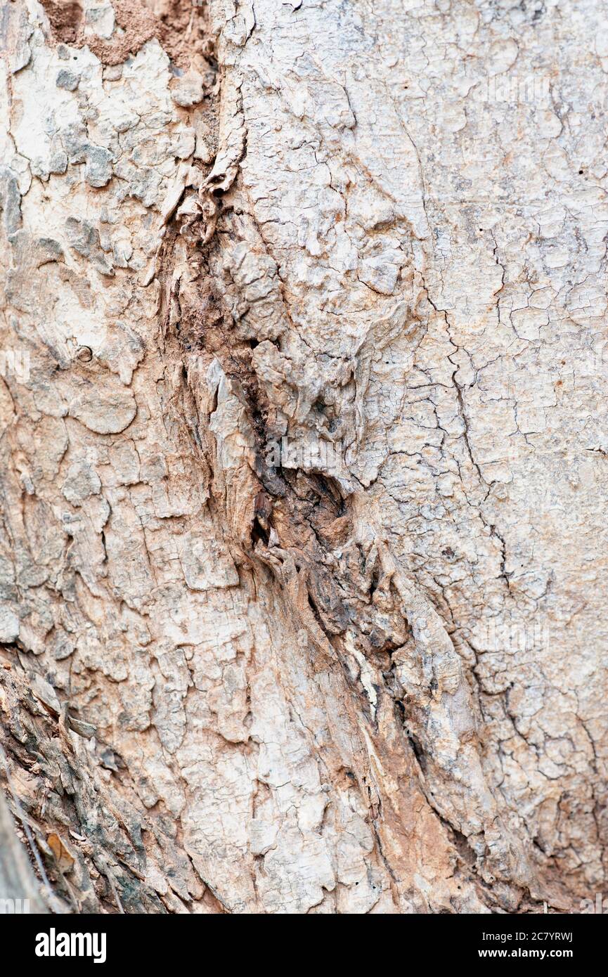 Natural wooden texture background. Closeup macro of old aged tree bark ...