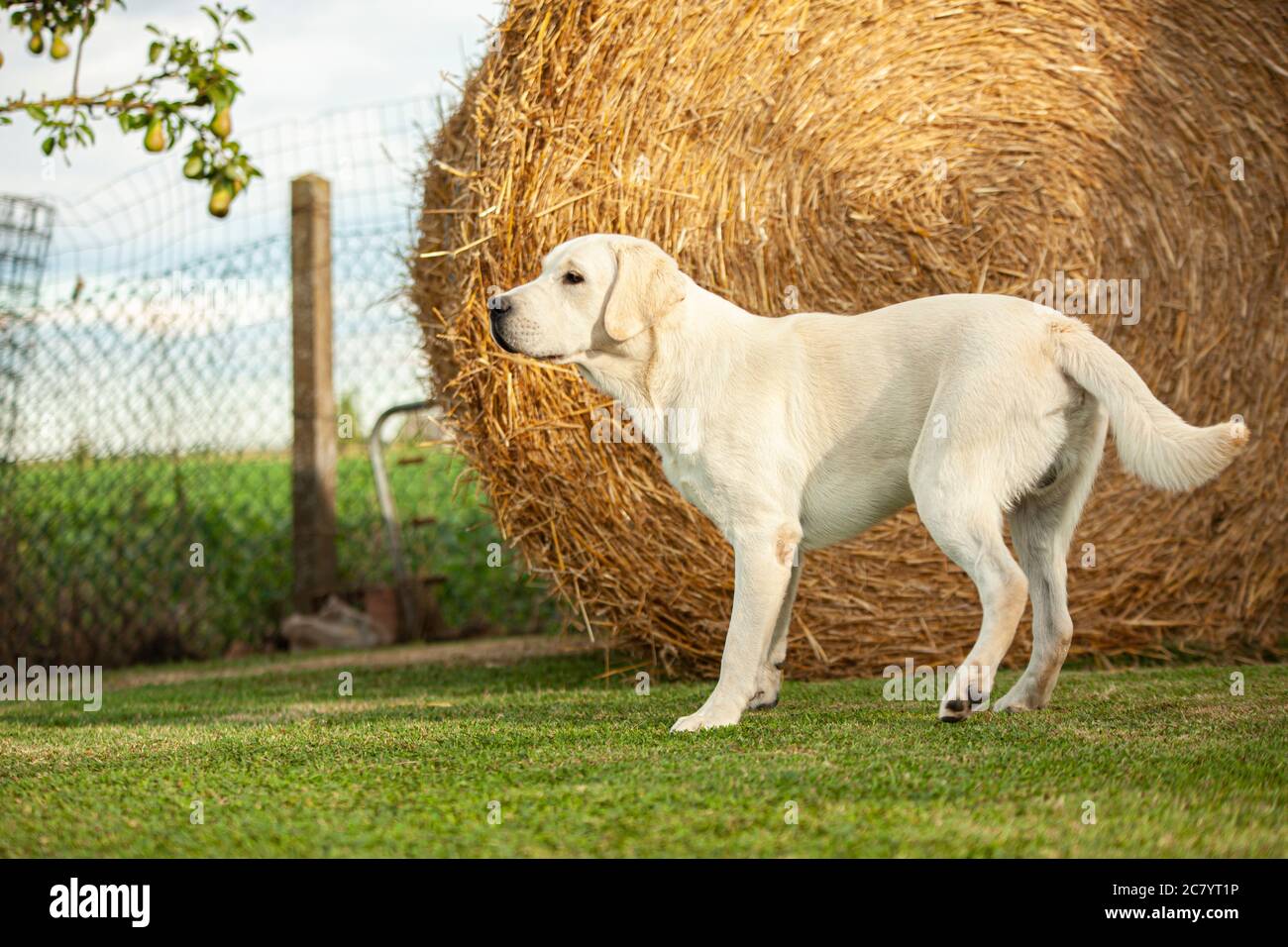 Labrador dog play in countryside Stock Photo - Alamy