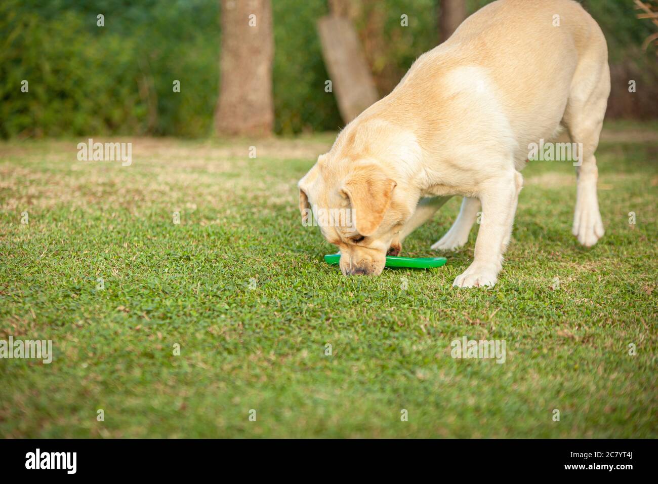 Labrador dog play in countryside 9 Stock Photo - Alamy