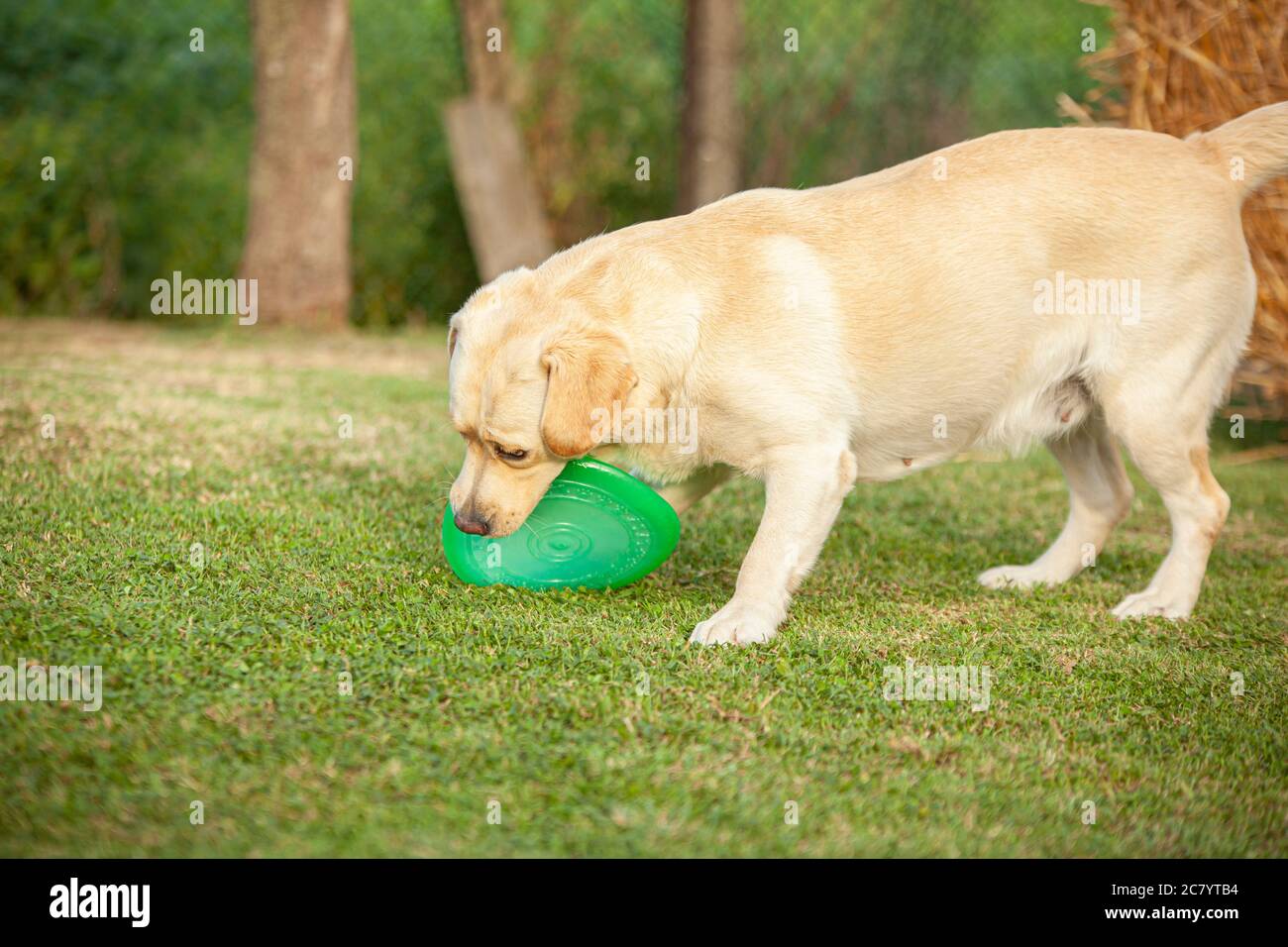 Labrador dog play in countryside 10 Stock Photo - Alamy