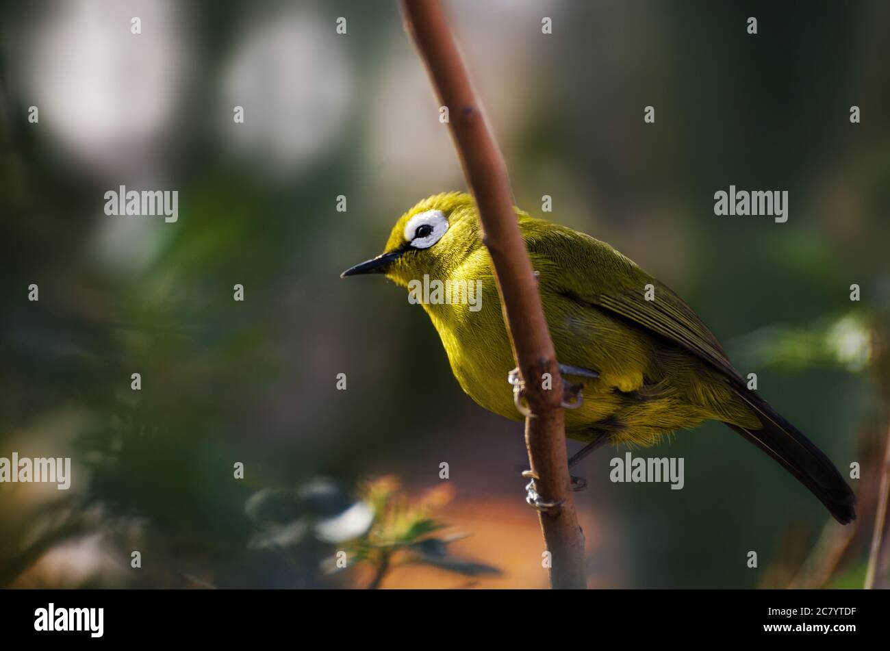 Silvereye bird hi-res stock photography and images - Alamy