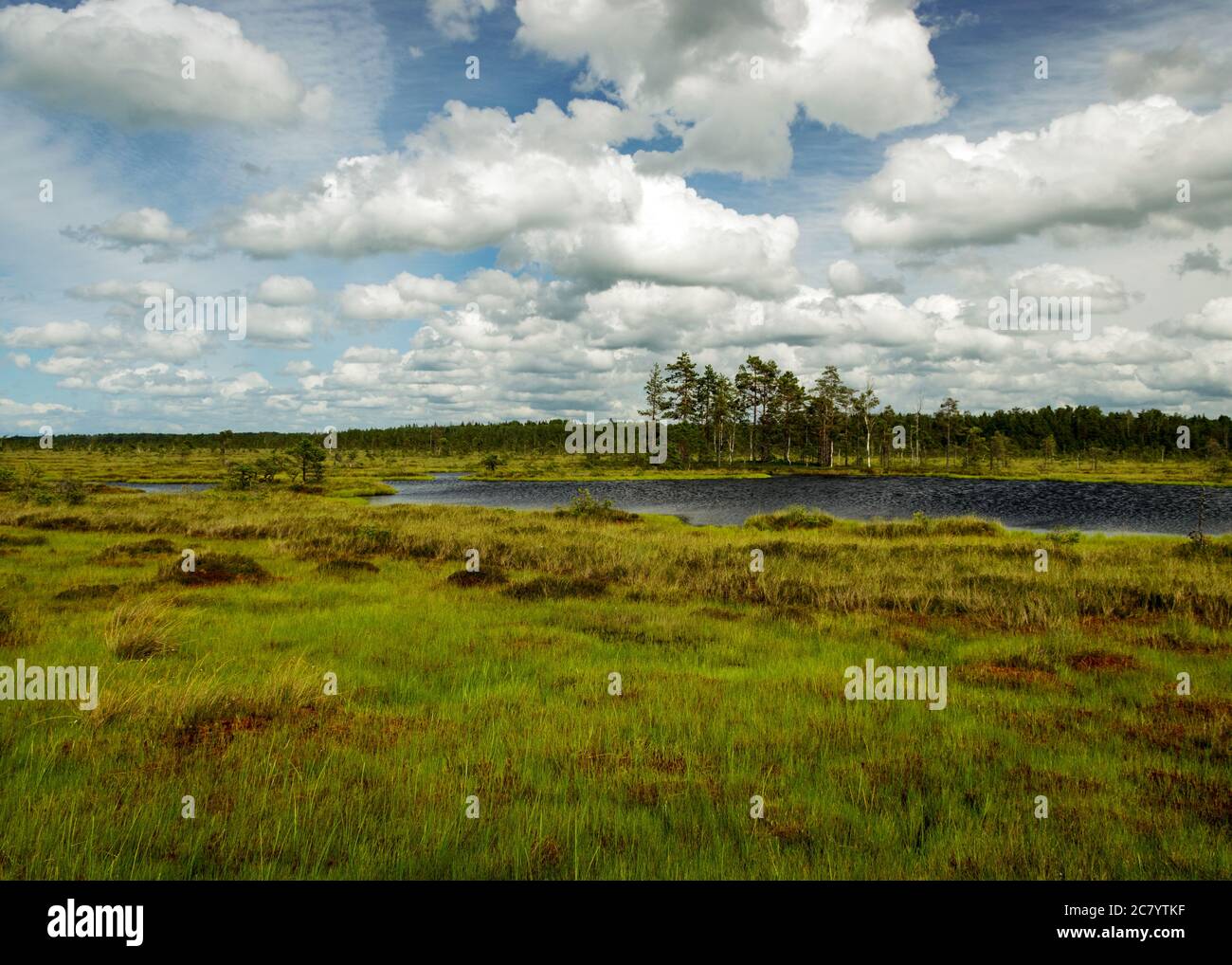 landscape from swamp, sunny summer day with bog vegetation, trees ...