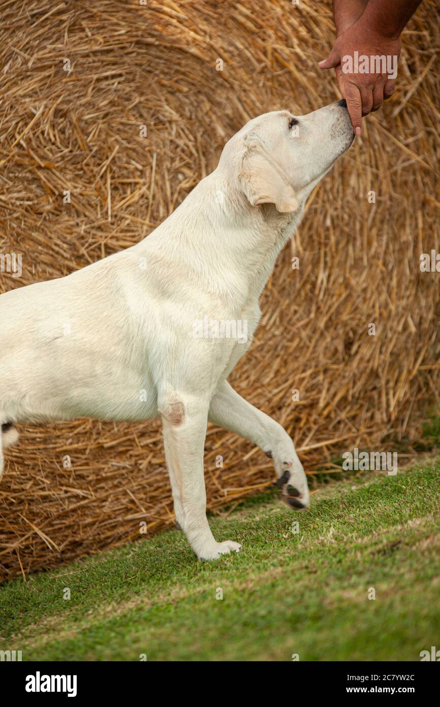 Labrador Dog Posing 5 Stock Photo - Alamy