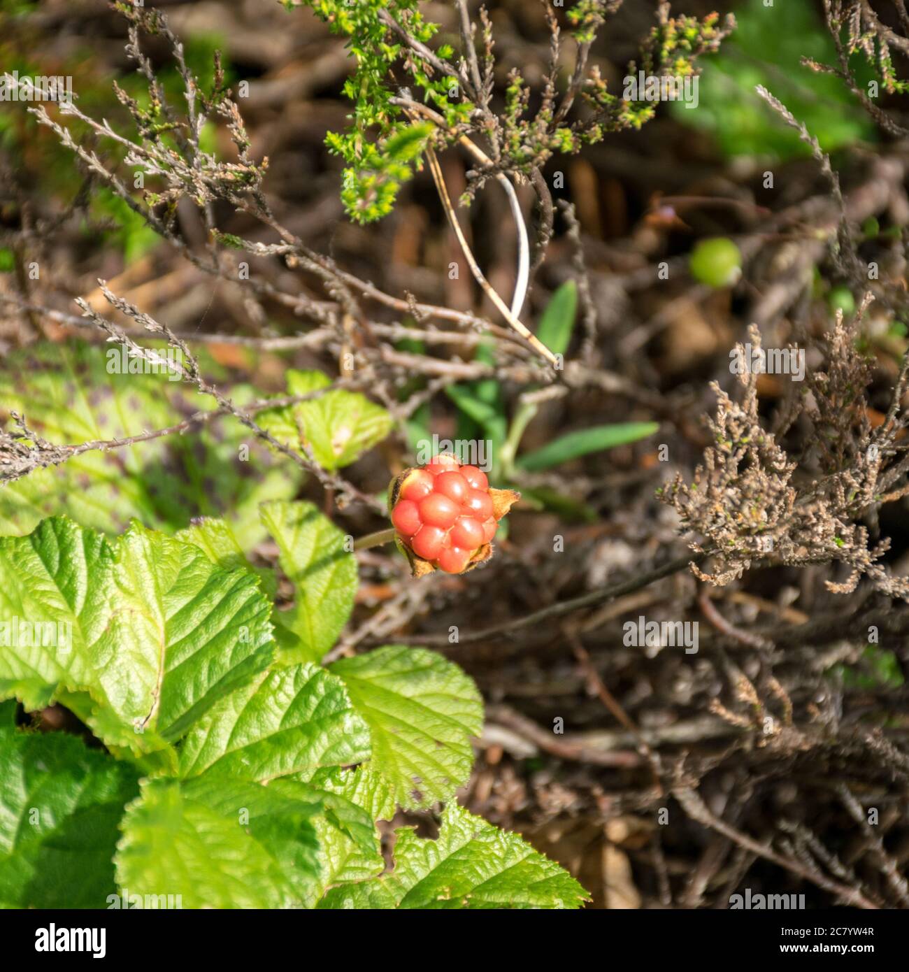 Cloudberries plant hi-res stock photography and images - Alamy