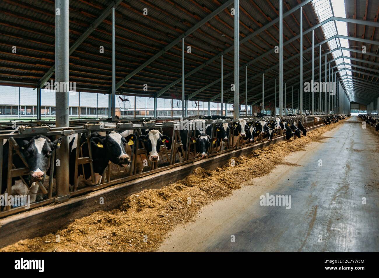 Diary cows in modern free livestock stall Stock Photo - Alamy