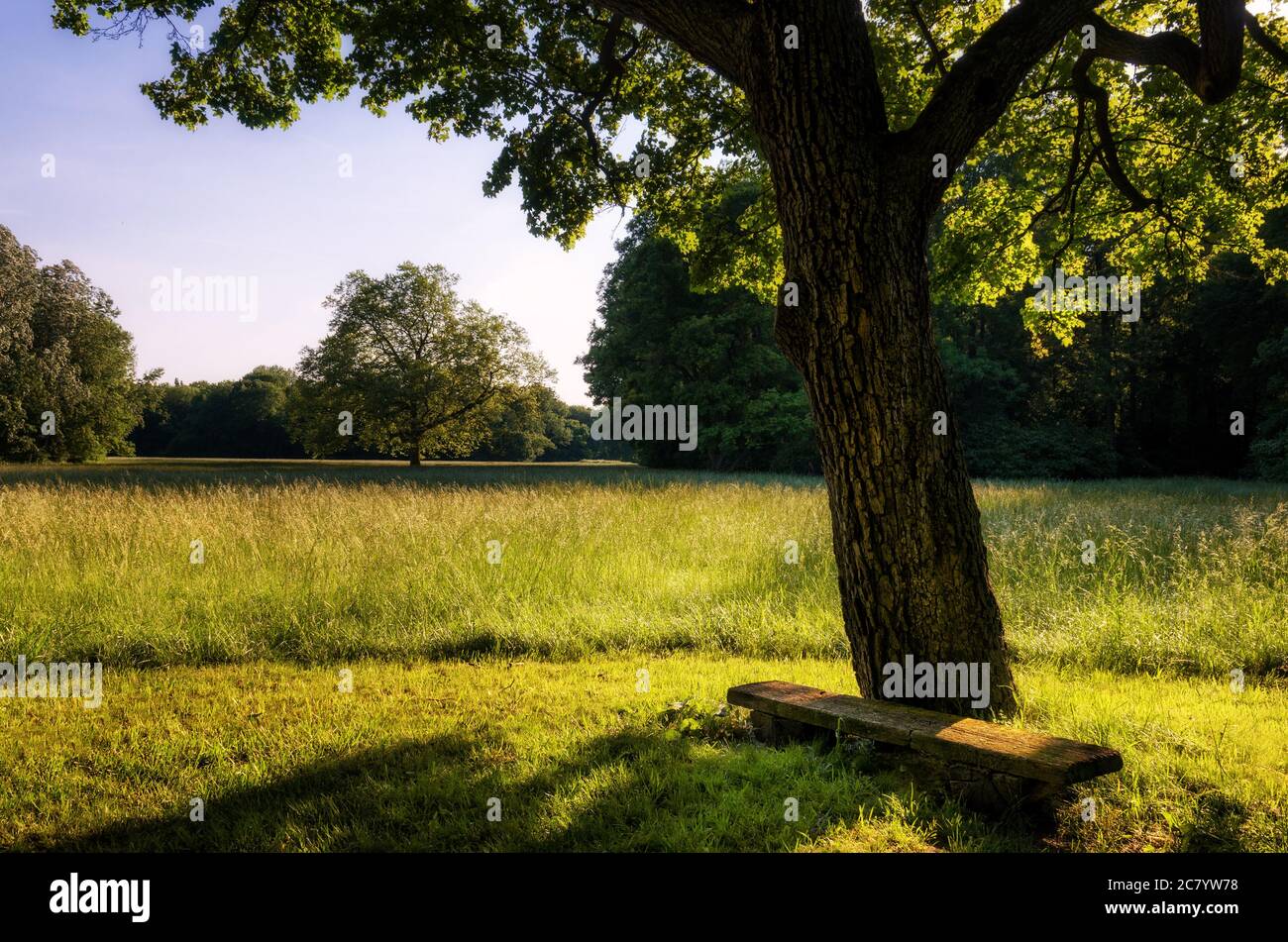Old bench in woodland hi-res stock photography and images - Alamy