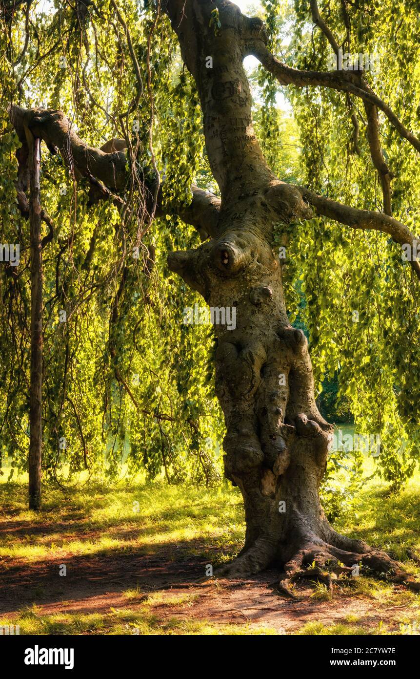 Human head shaped tree hi-res stock photography and images - Alamy
