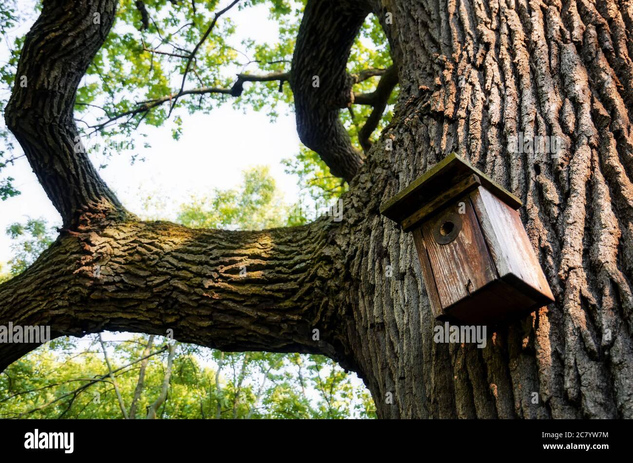 wooden birdhouse on a tree branch Stock Photo - Alamy