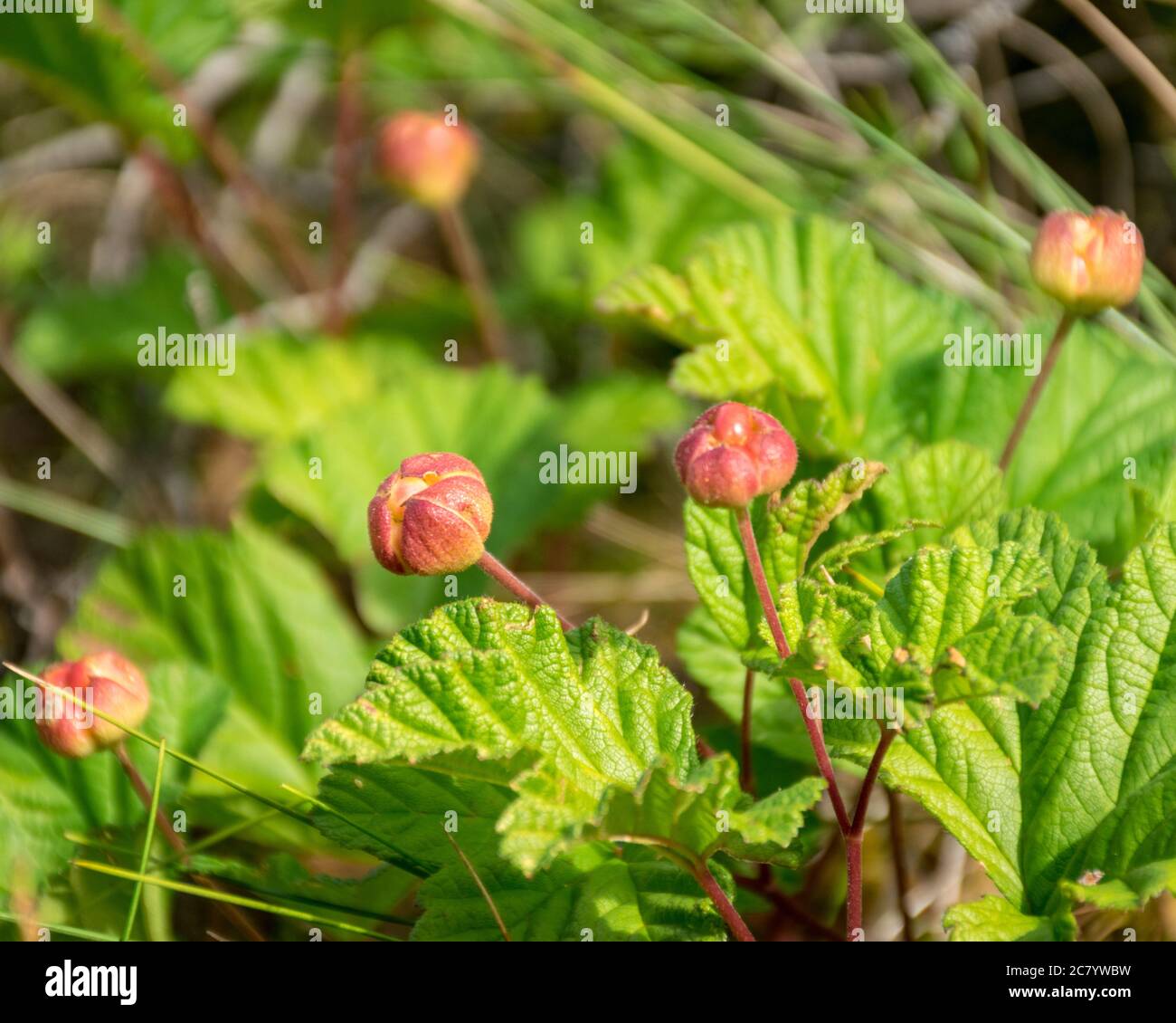 photography with bog berry - cloudberry, traditional bog plant ...