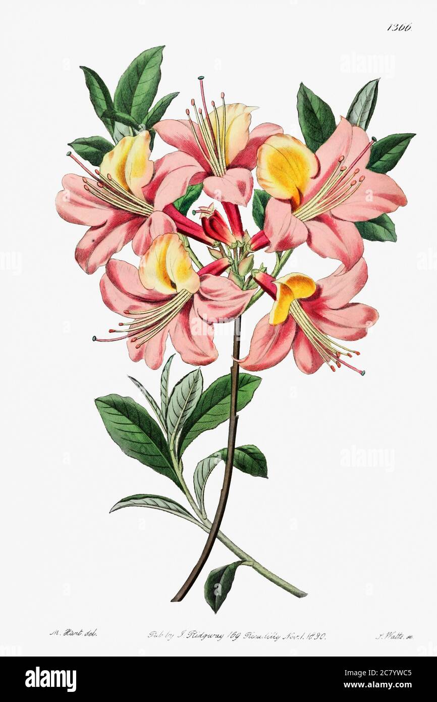 Azalea drawing hi-res stock photography and images - Alamy