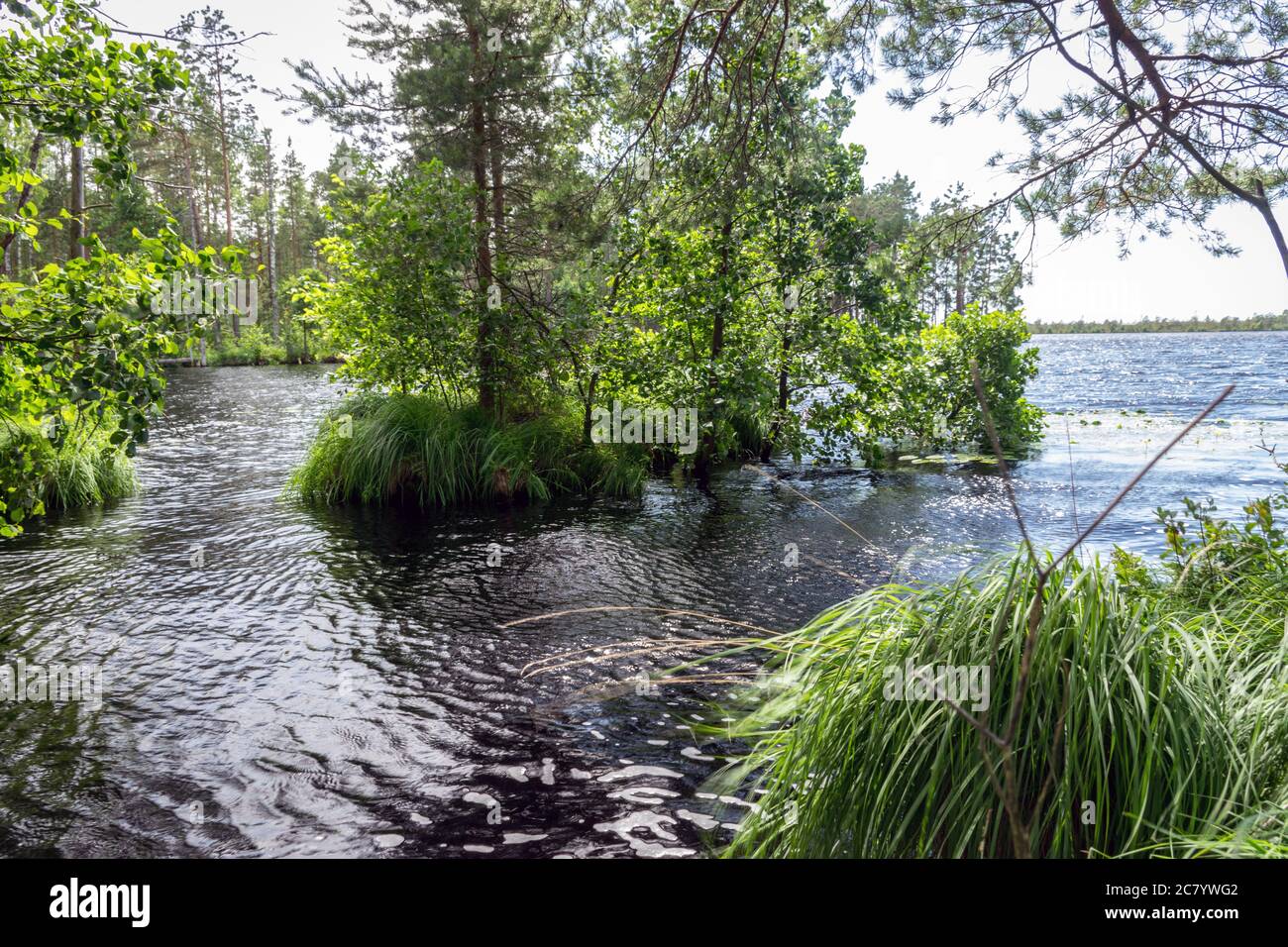windy landscape with a swamp lake, the lake water ripples and trees ...