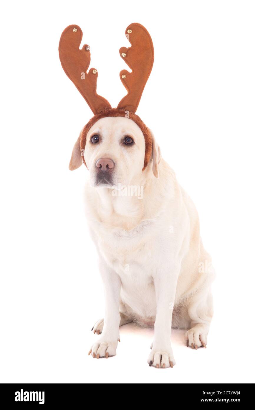 Dog wearing red reindeer Cut Out Stock Images & Pictures - Alamy