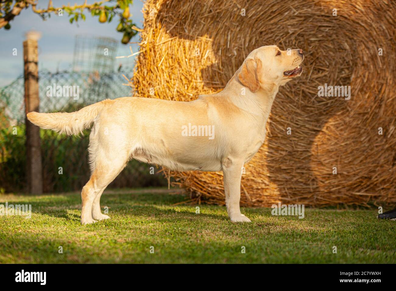Labrador Dog Posing 28 Stock Photo - Alamy