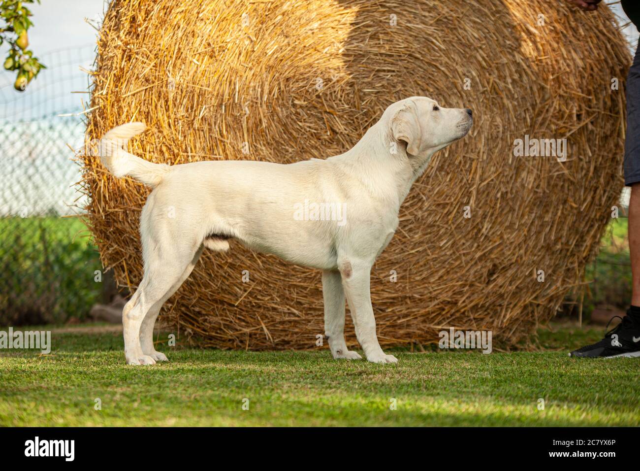 Labrador Dog Posing 6 Stock Photo - Alamy
