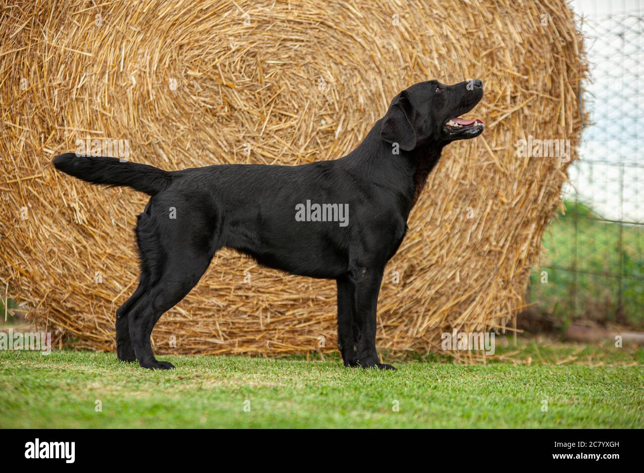 Labrador Dog Posing 22 Stock Photo - Alamy