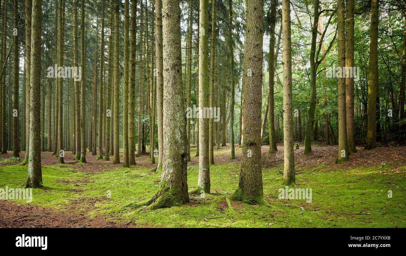 Tranquil forest view hi-res stock photography and images - Alamy
