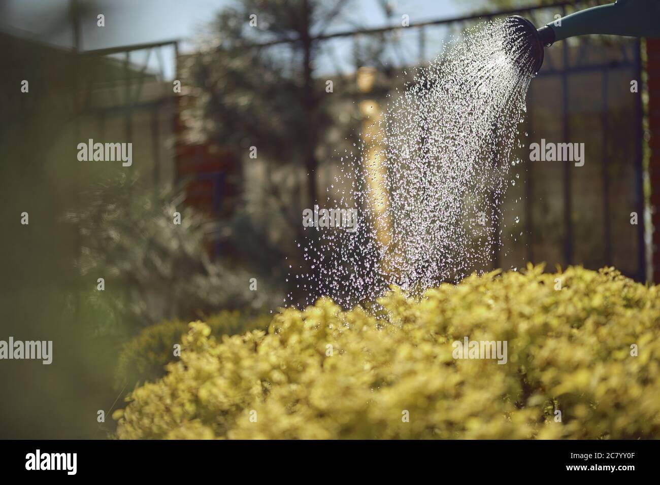 Green bush is watered from watering can in the afternoon in garden ...